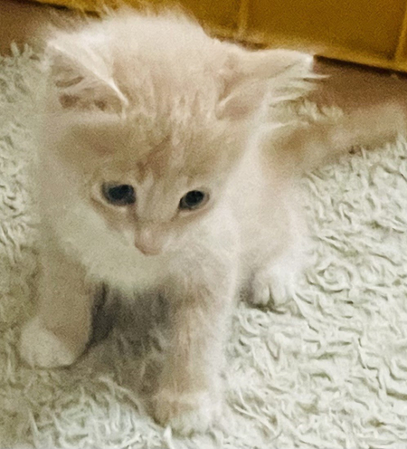 Продается котенок ангорка