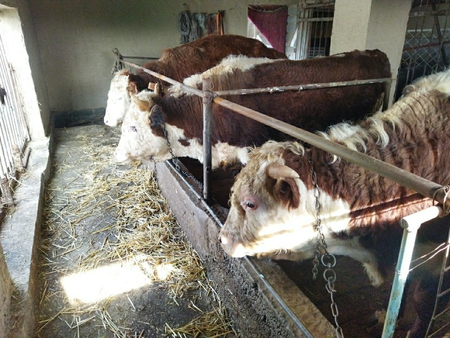 Mol sotiladi grenfod srochna