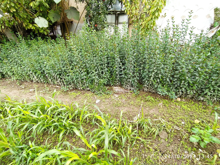 Burchina kochatlari bahorgi