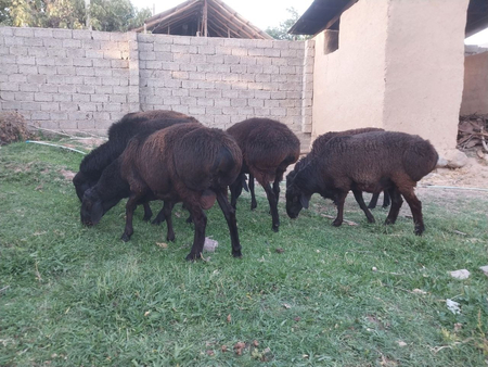Qochqorlar sotiladi