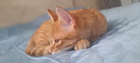 Mushuk xonaki o'rgatilgan