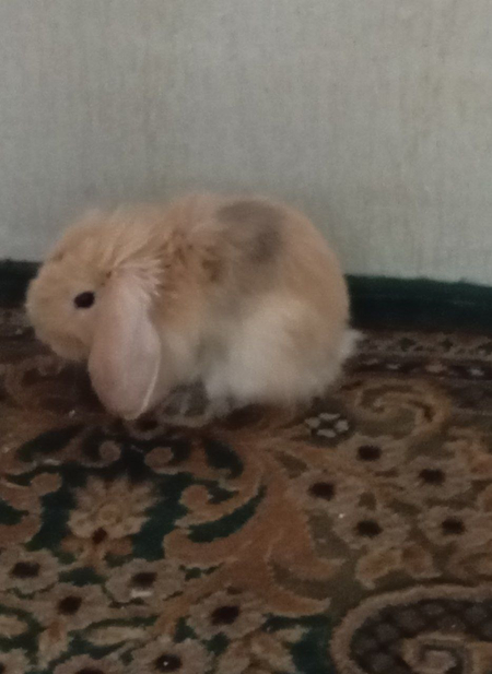 Декоративный  кролик