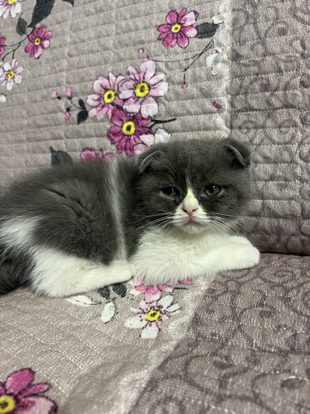 Котята скоттиш фолд и скоттиш страйт