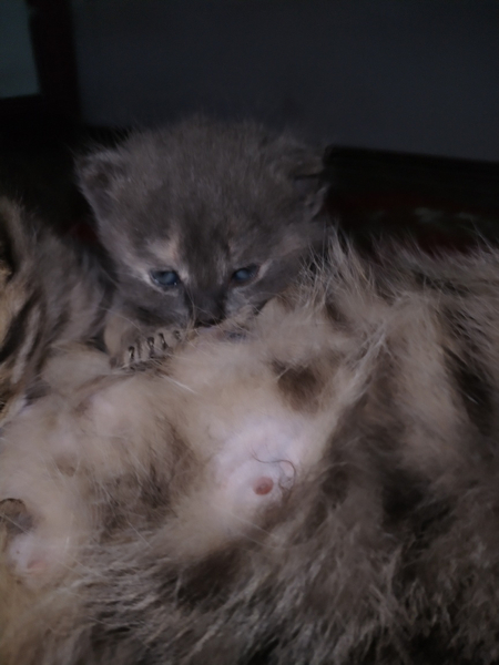 Продаётся котенки