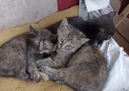 Котята 2 месяца.