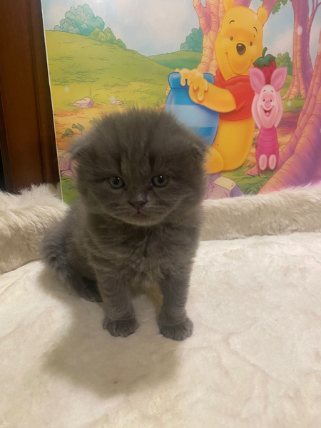 Продаю котят милых Фолл и страйт.
