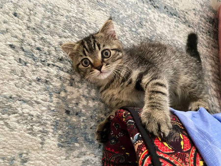 Котята Скоттиш Фолд, правильной вязки!