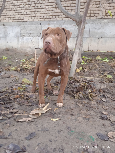 Pitbul erkak 15 oylik