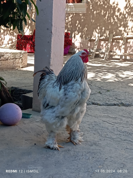 Brama xuroz toza