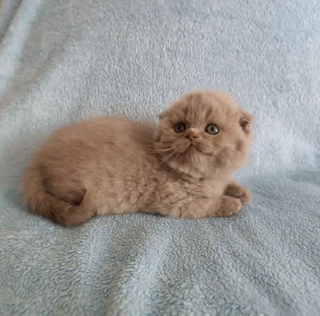 Скоттиш фолд и скоттиш страйт