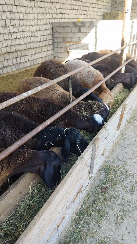 solu qoylar sotiladi