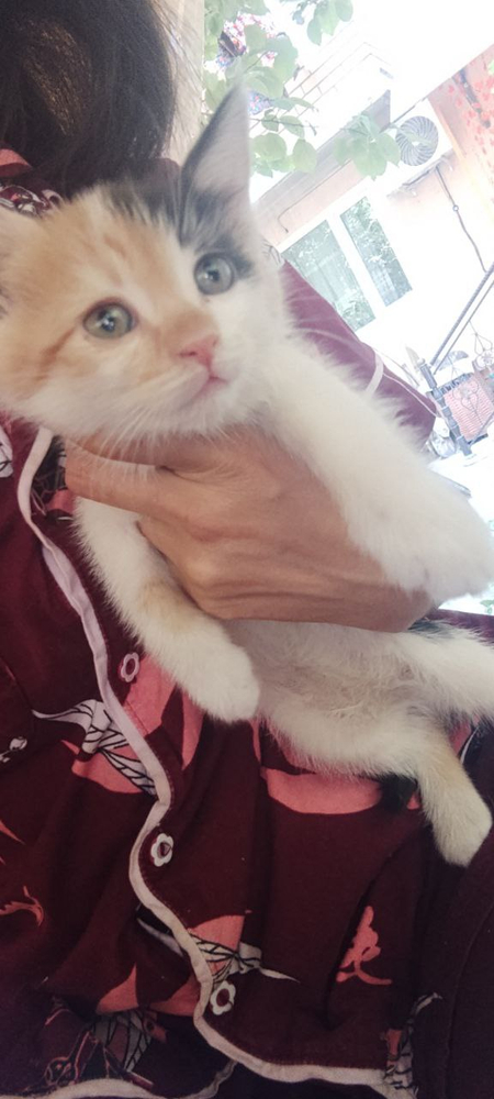 Котята здоровые полукровки