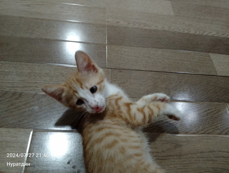 Котёнок бесплатно