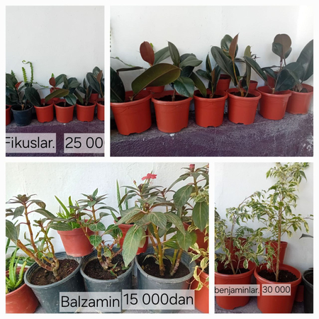 Gullar sotiladi arzon narxlarda