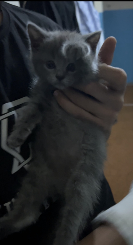 Продается котенок