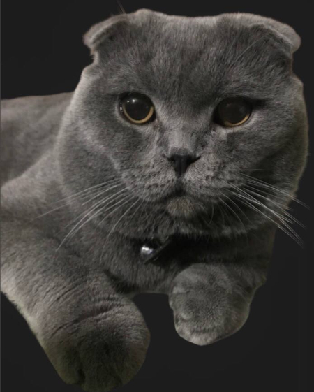 Кот на вязку Скотиш фолд