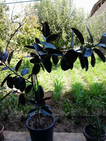 Ficus, qora shahzoda guli