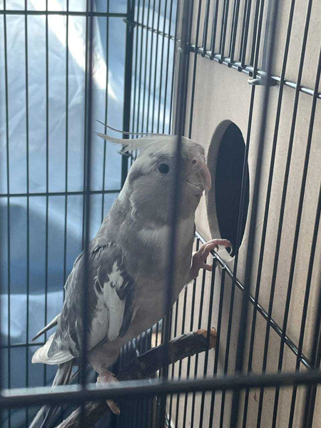 Корелла мальчик пакистан