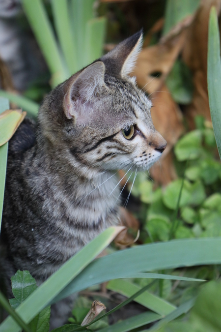 Котёнок в добрые руки!