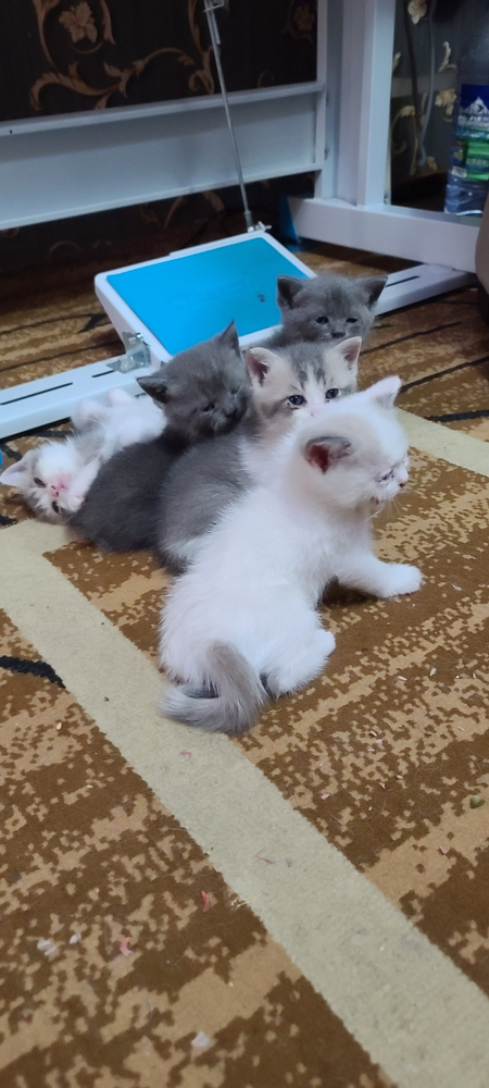 Продаётся Продаются котята!!! Есть страйты и фолды .
