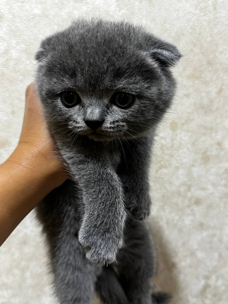 Продаются котята британской золотистой и серебристого окраса