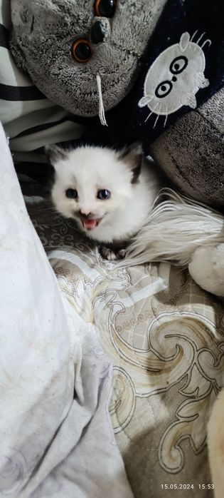 Котята от породистой кошки
