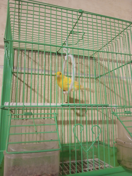 Kanarekalar sotiladi