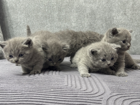Котята британцы