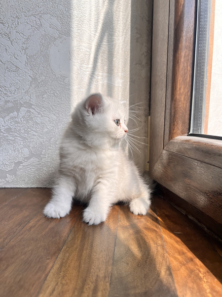 Котенок серебристая шиншилла