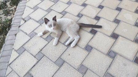 Продаётся Сиамский Кот