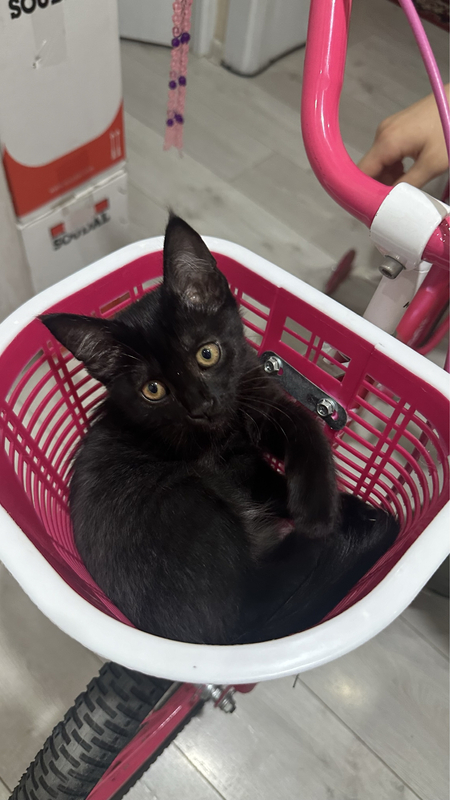Отдам даром котенка