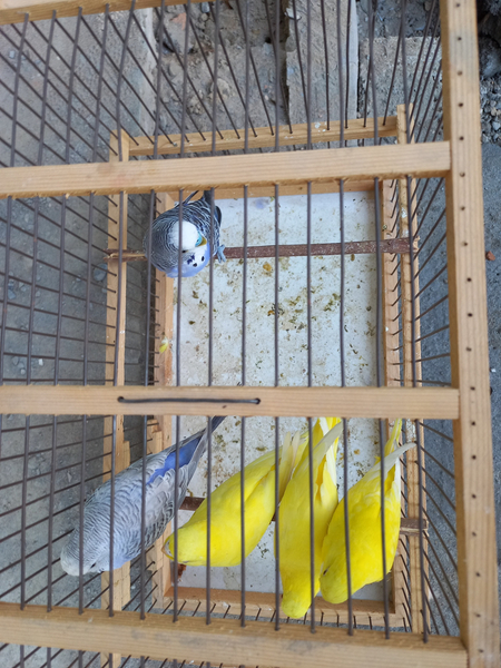 Papugay valnsti +albinos vzrosli 5ta 50.000dan