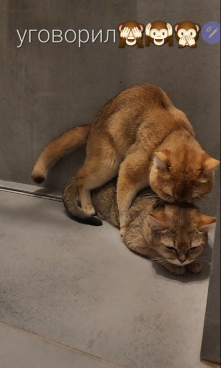 (Вязка) Britain golden chinchilla NY12