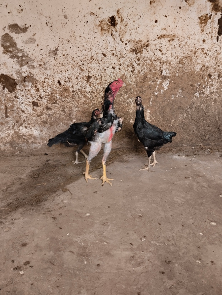 Dakan tuhumlari bor
