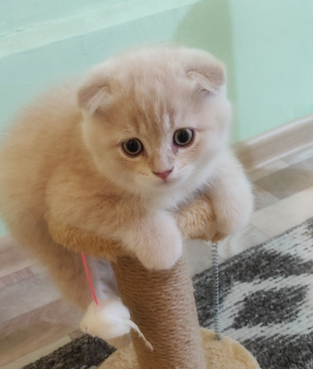 Шотландские котята скотиш фолд и страйт