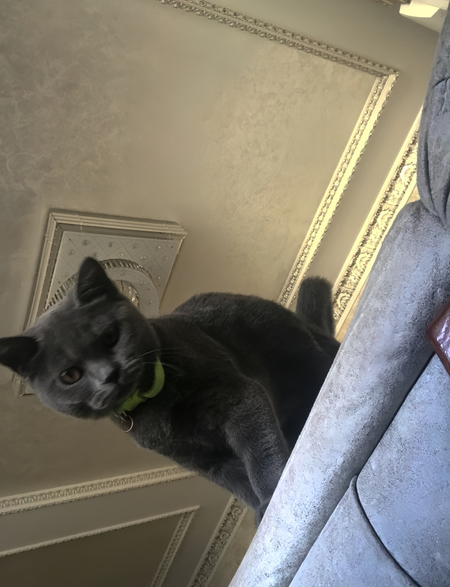 Продаётся Скоттиш страйт