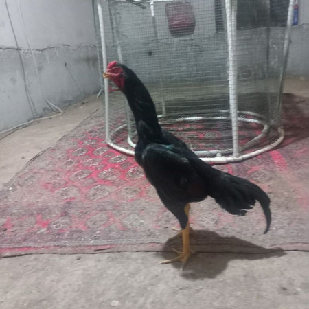 Kulangi tuxumlari sotiladi