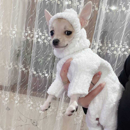 Одежда для животных
