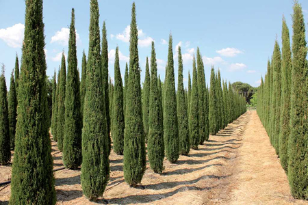 Чёрный кипарис Тотем l Cupressus sempervirens totem