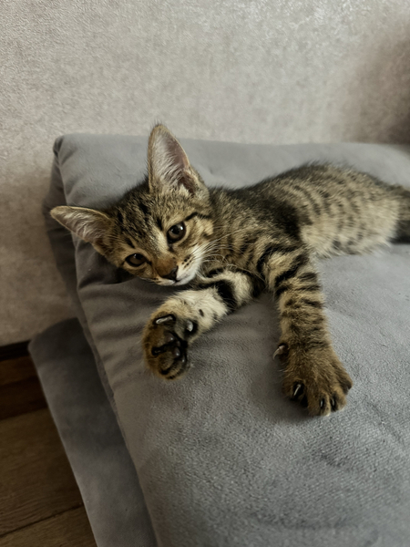 Котёнок Бесплатно