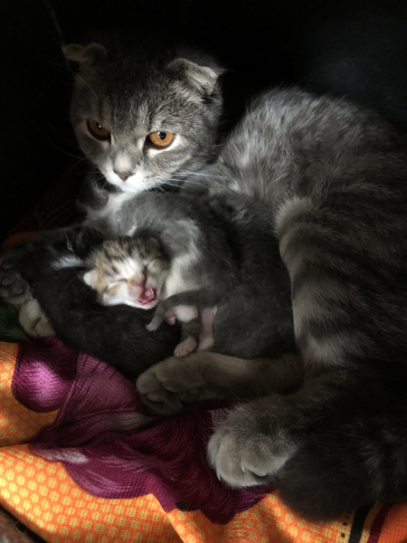 Scottish  fold.