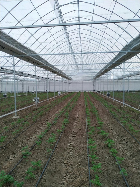 Китайская Теплица. Xitoy issiqxona. Langchin Greenhouse