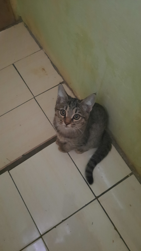 Отдам котят в хорошие руки