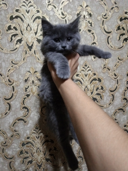 Mushuk sotiladi kuz ugil