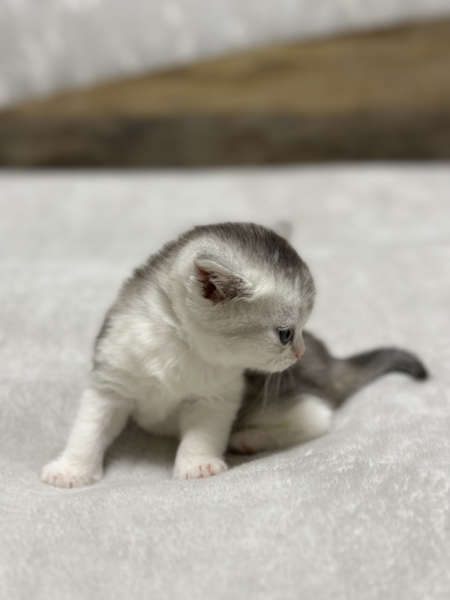 Породистые котята, порода Шиншилла