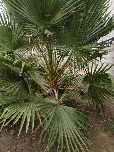 Palma kuchati soiladi kelishamiz