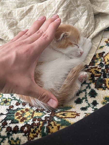 Srochna sotilvoti juda shirin mushuk