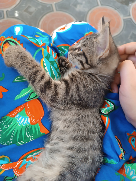 Отдам котят в хорошие руки