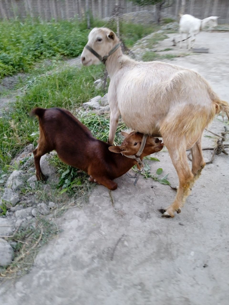 Echki ona bola 250