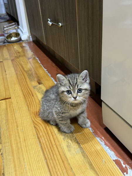 Продается котенок